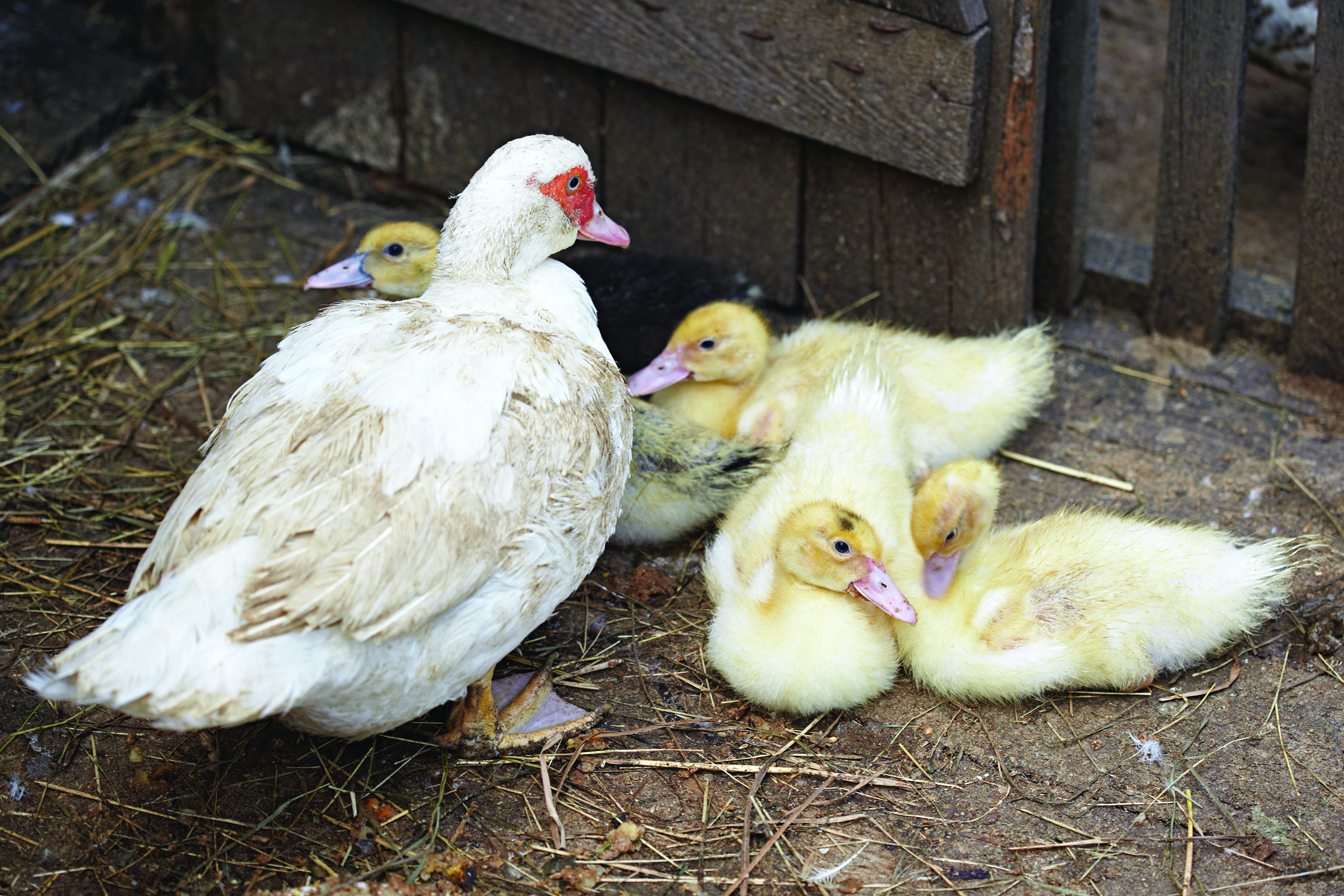 How to keep ducks | Hello Homestead