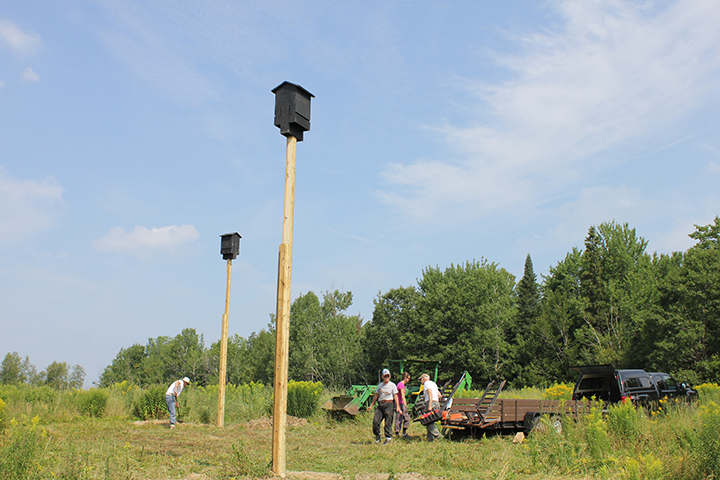 How to set up a bat house | Hello Homestead
