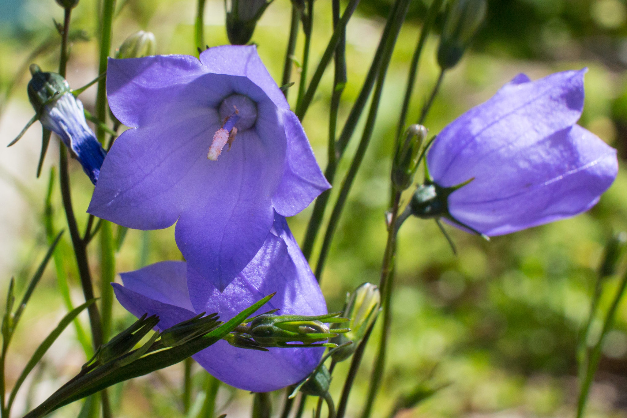 How to plant native seed bombs | Hello Homestead