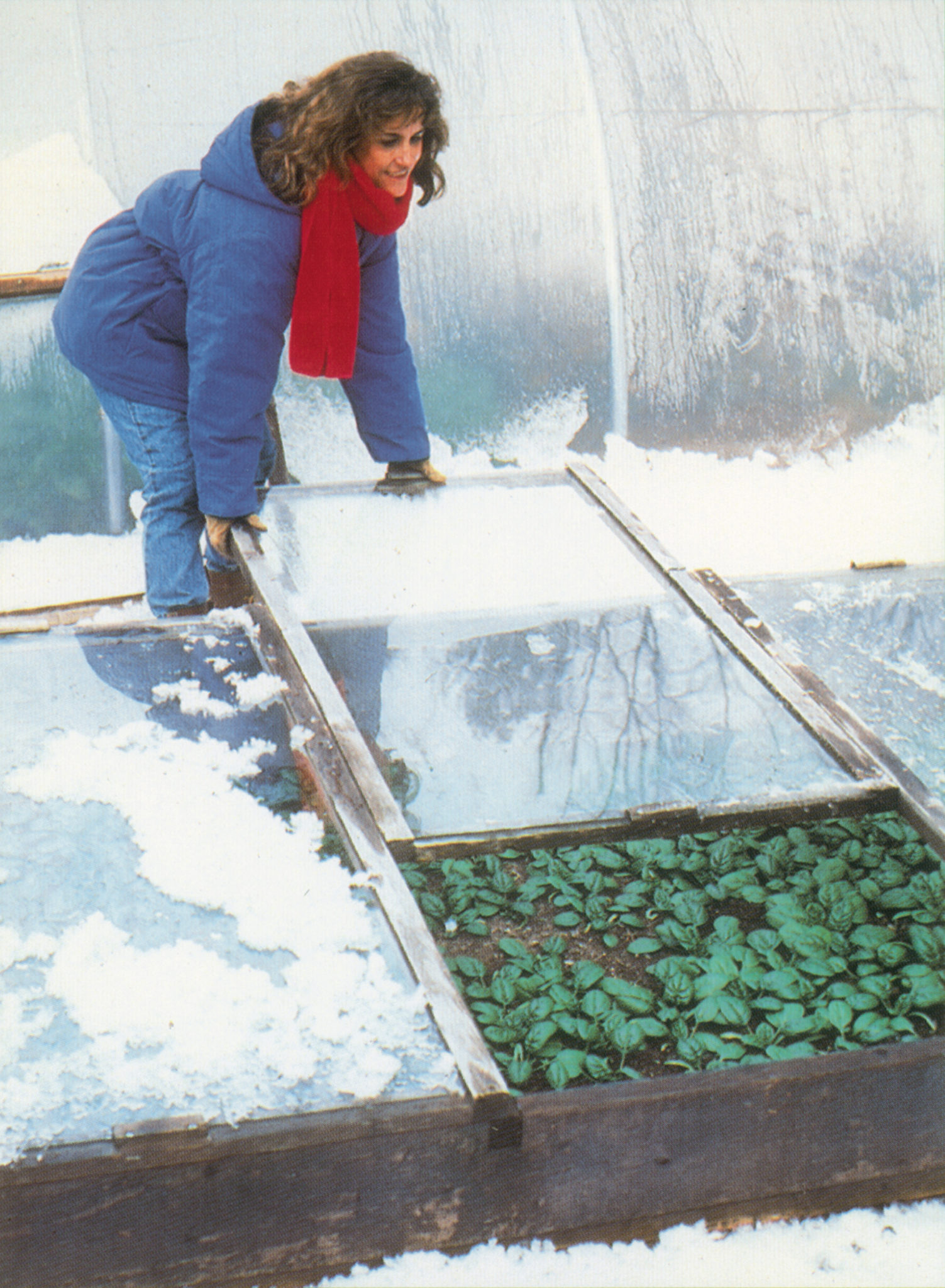 What a cold frame is, and why you should have one | Hello Homestead