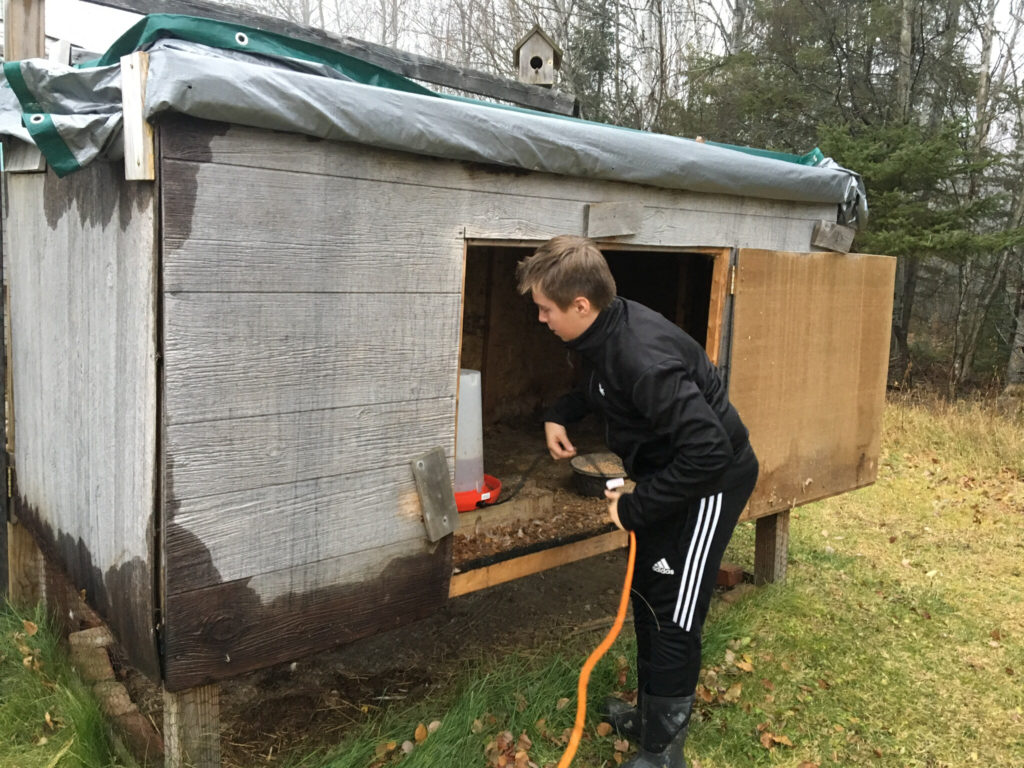 How to build a duck coop | Hello Homestead