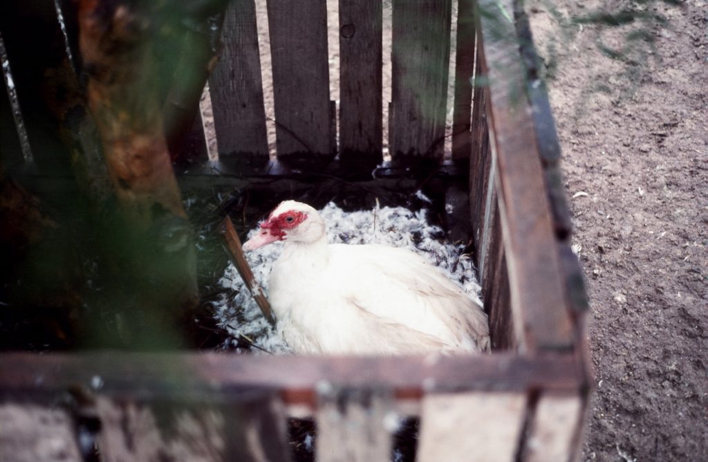 What is a Muscovy: The hissing duck you might want to add to your flock ...