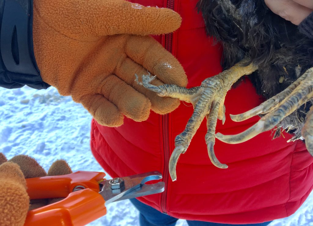 How to set up and prepare for backyard poultry first aid | Hello Homestead