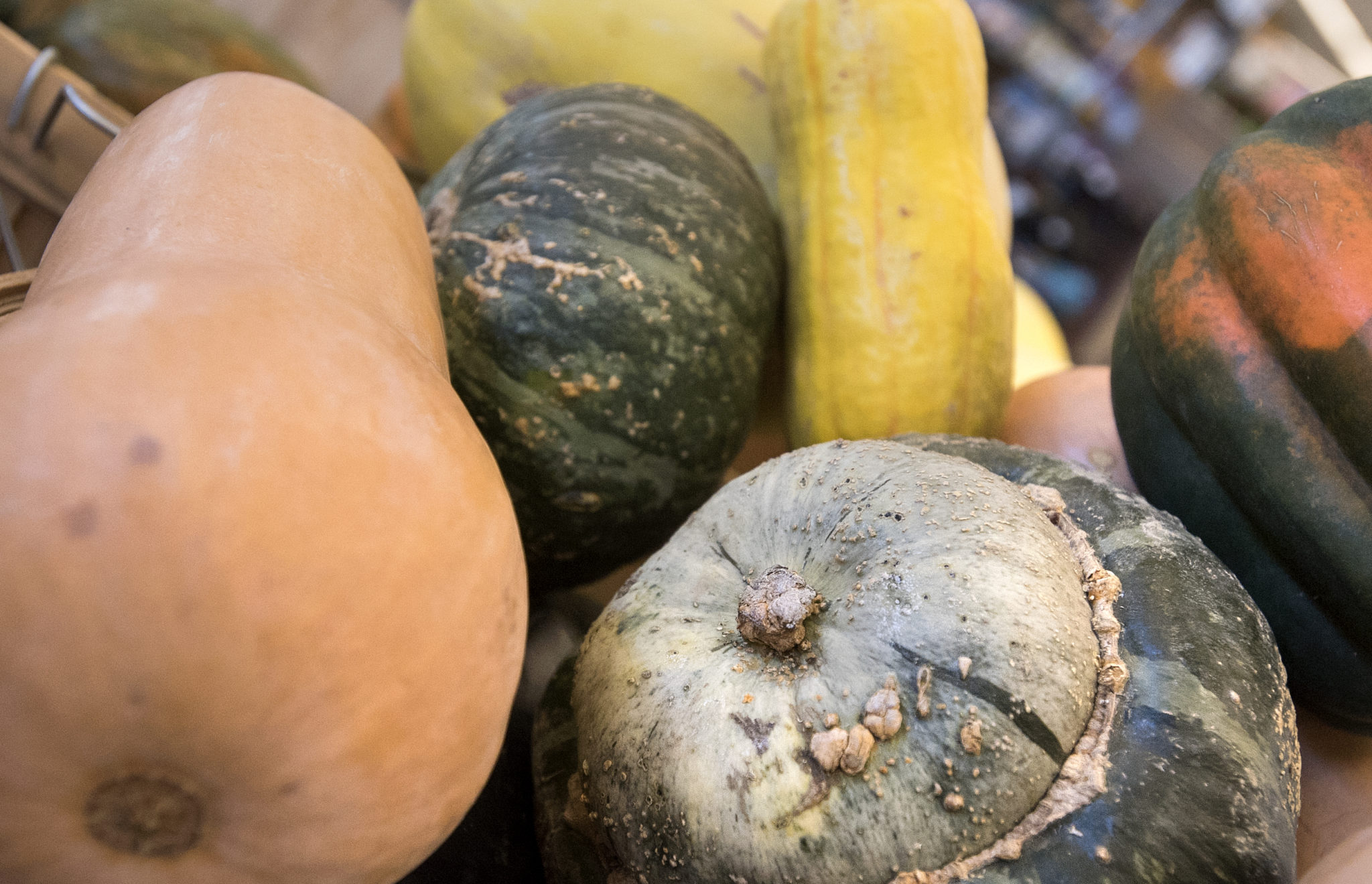 A guide to winter squash (with recipes!) | Hello Homestead