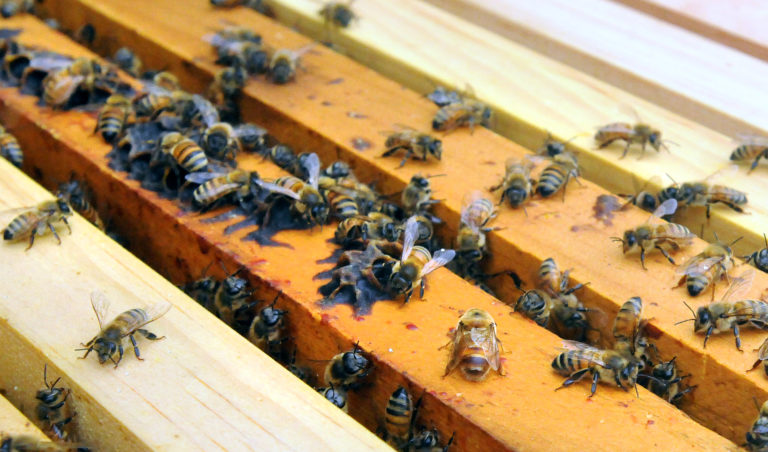 When should you order bees? | Hello Homestead