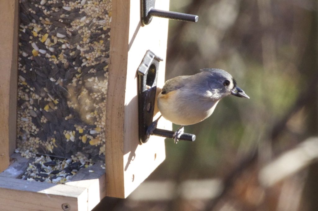 These tips for feeding wild birds may surprise you | Hello Homestead
