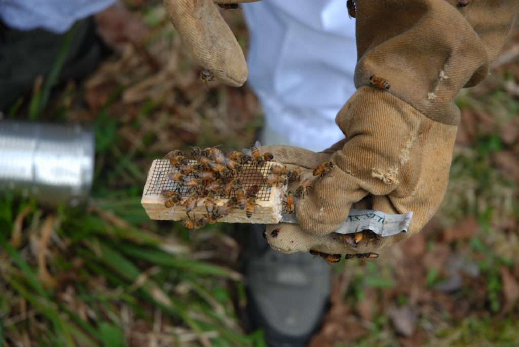 Before the bee packets arrive, prepare for your beehive | Hello Homestead