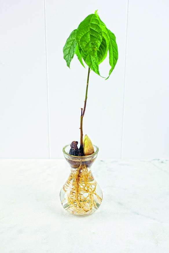 How to grow an avocado tree from an avocado pit | Hello Homestead