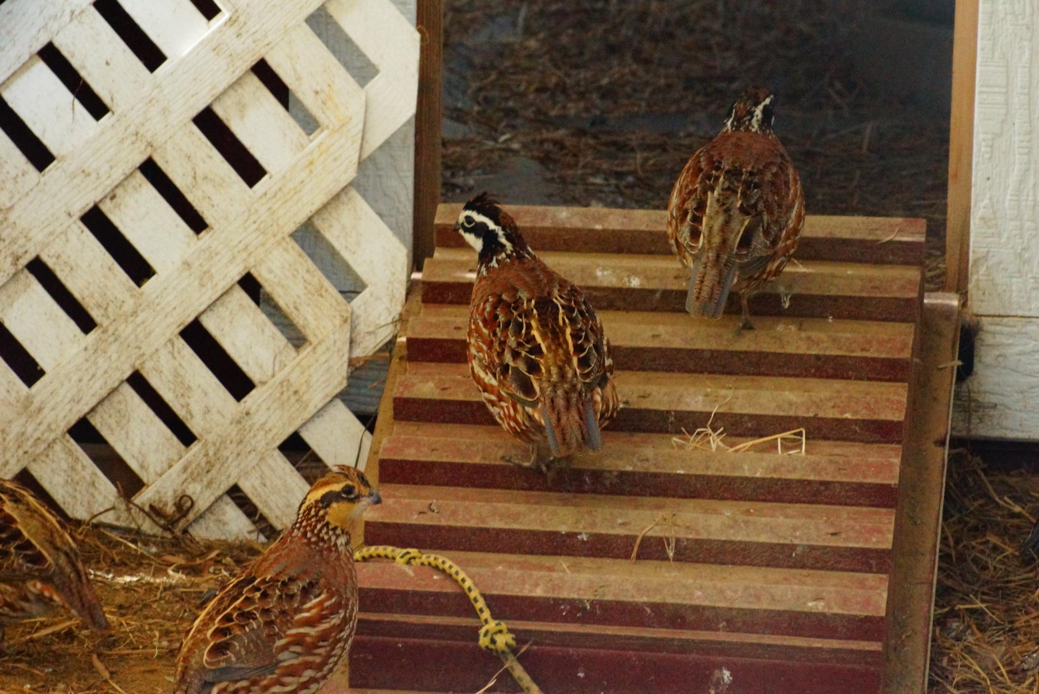 A guide to types of quail | Hello Homestead