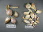 A guide to the different types of garlic | Hello Homestead