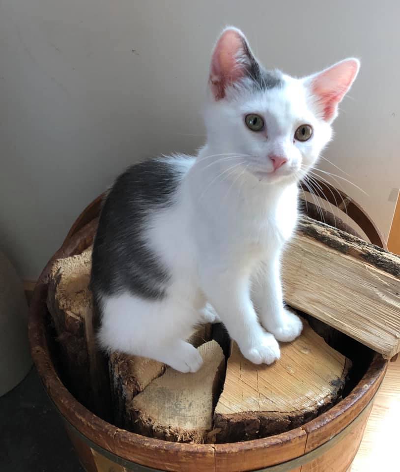 A guide to baby animals | Hello Homestead