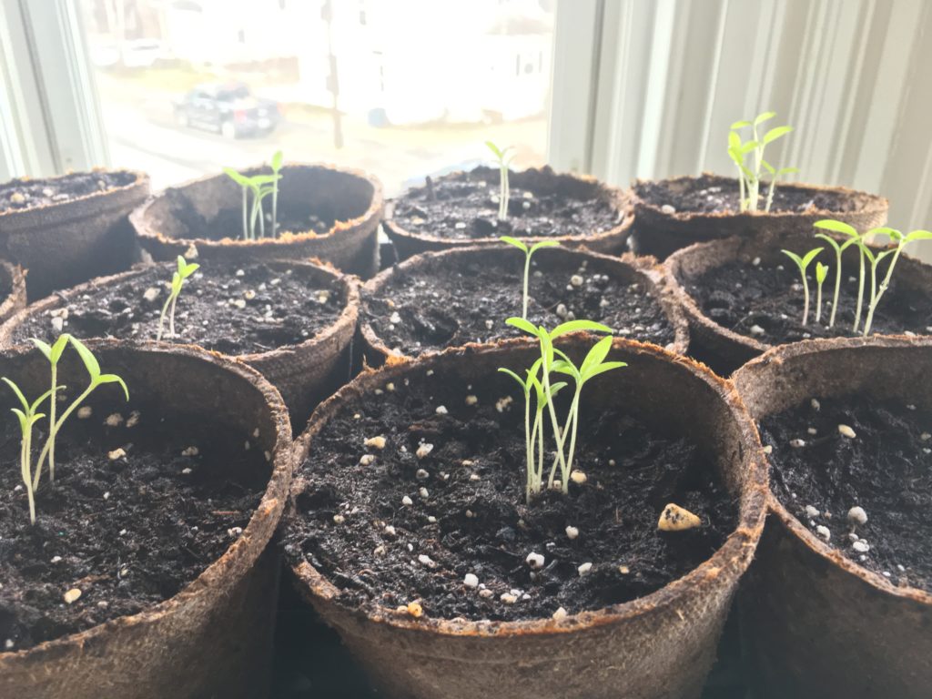 How to salvage leggy seedlings | Hello Homestead