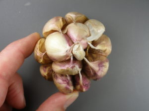A guide to the different types of garlic | Hello Homestead