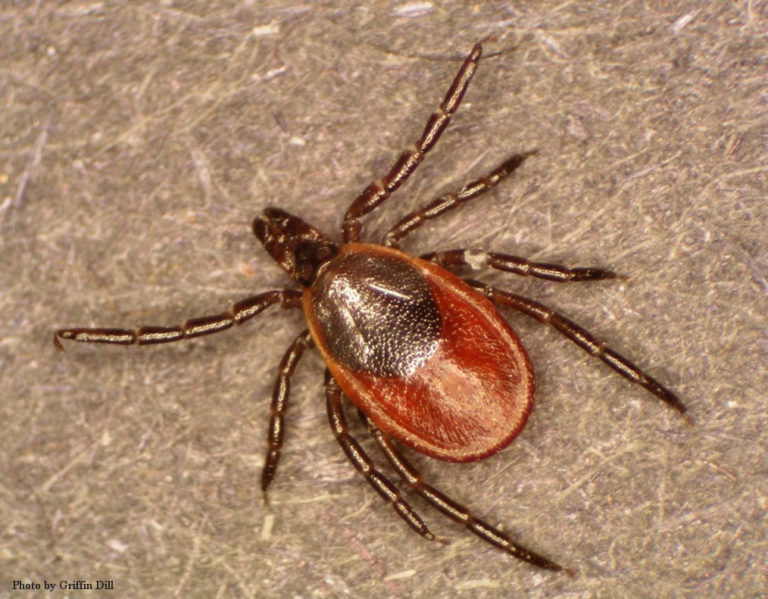 Natural tick repellent and other methods of tick management | Hello ...