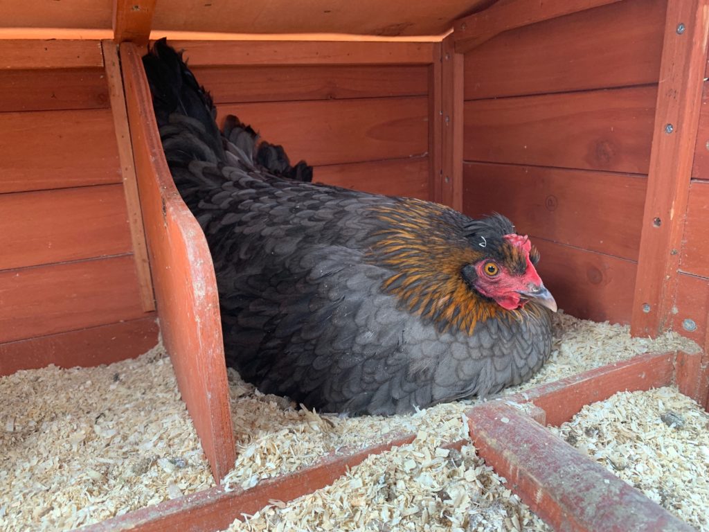 What is a broody hen and what do you do about it? | Hello Homestead