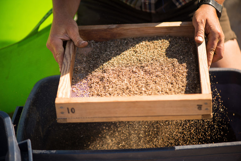How to save seeds | Hello Homestead