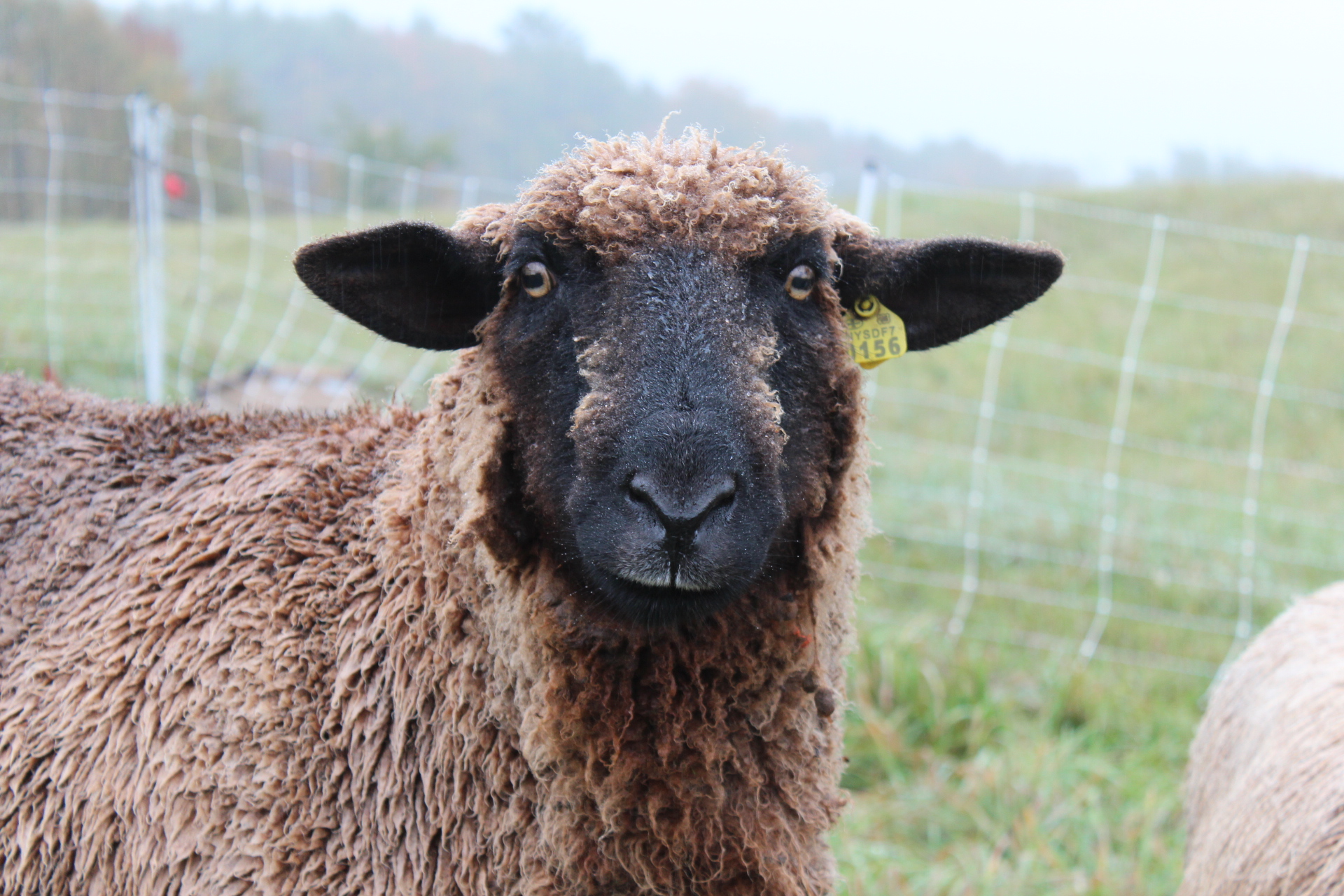 Should you raise sheep on your homestead? | Hello Homestead