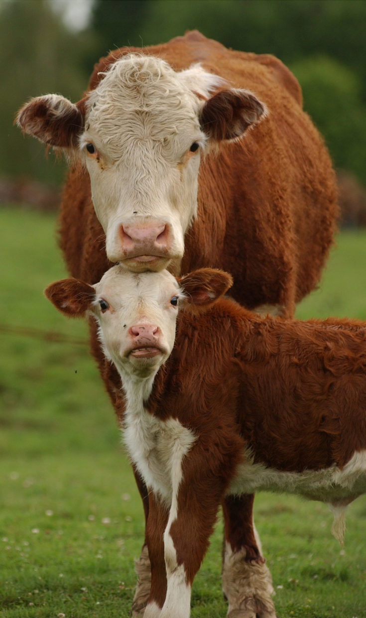 12 things to know about raising cows | Hello Homestead