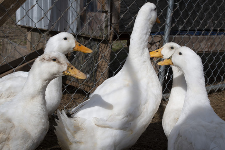 What do ducks eat? | Hello Homestead