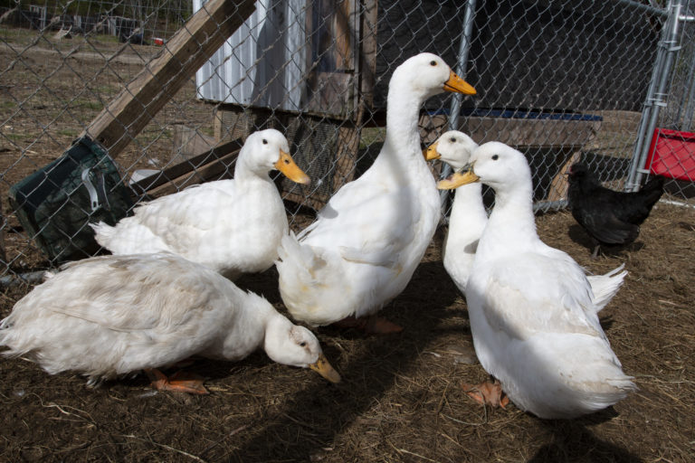 Best egg layers for your backyard poultry flock | Hello Homestead