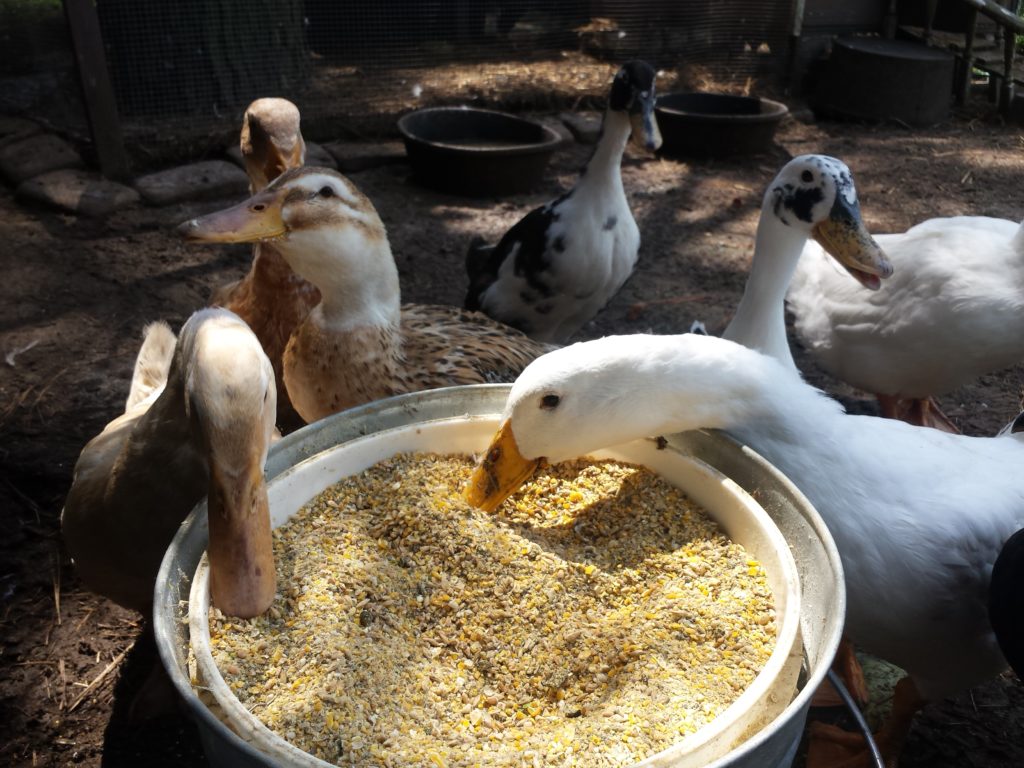 What do ducks eat? | Hello Homestead