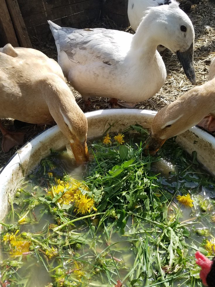What do ducks eat? | Hello Homestead
