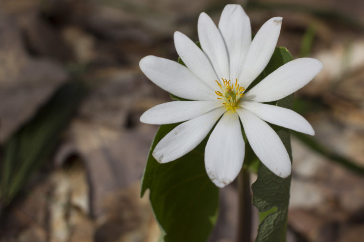 How to make bloodroot salve | Hello Homestead