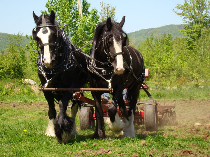 How to care for a draft horse | Hello Homestead