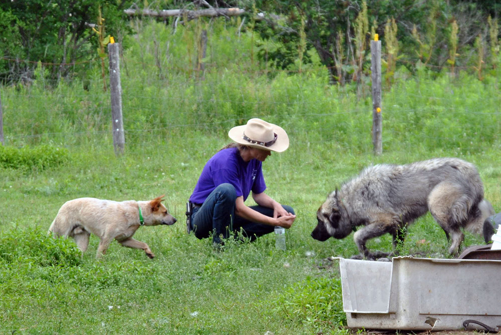 A look inside hobby farm life | Hello Homestead