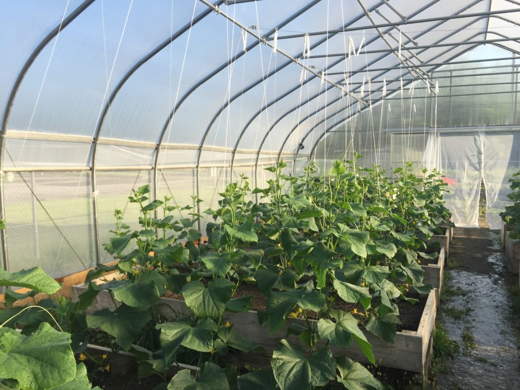 What is micro farming? | Hello Homestead