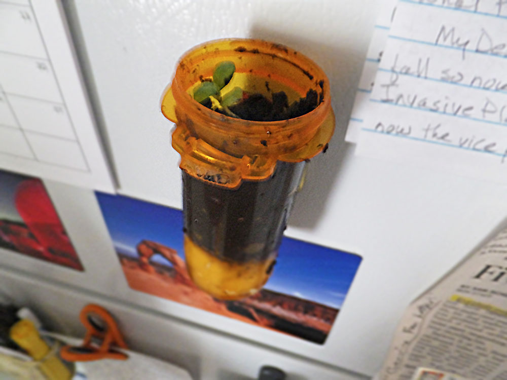 How to reuse pill bottles | Hello Homestead