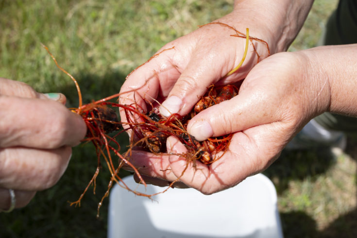 How to make bloodroot salve | Hello Homestead