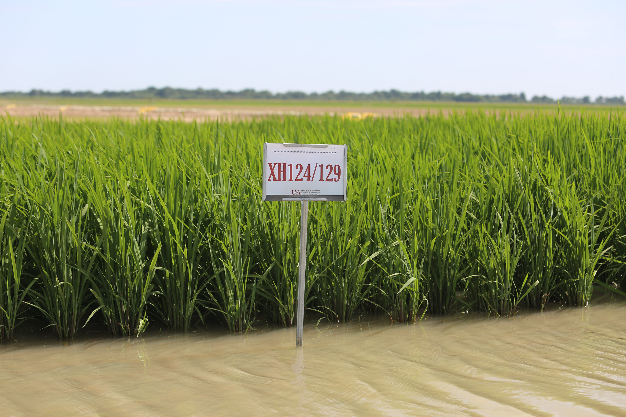 How to start a rice farm | Hello Homestead