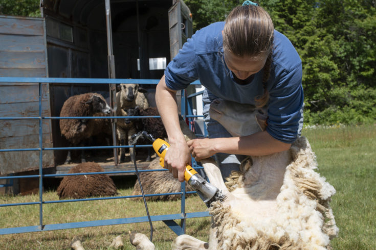Can you be your own sheep shearer? | Hello Homestead