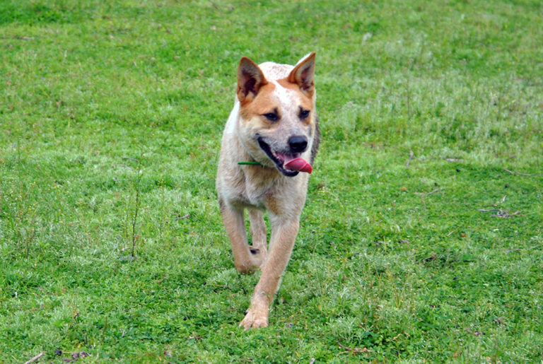 How to choose herding dogs | Hello Homestead