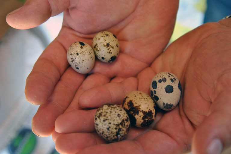 How to incubate quail eggs | Hello Homestead