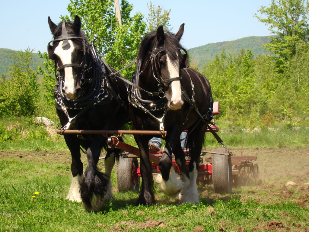 Choosing a draft horse means matching the horse to the job | Hello ...