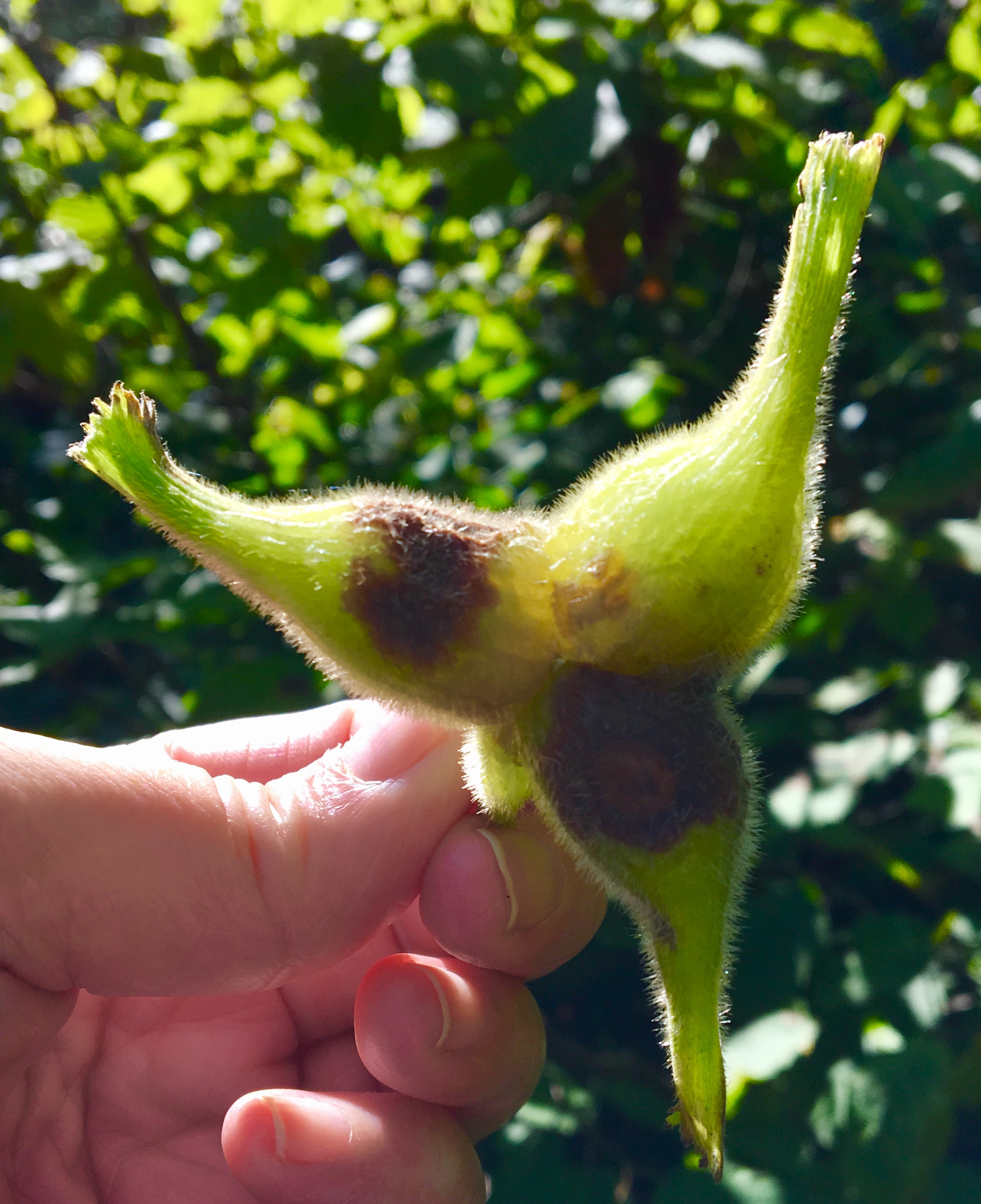 Wild hazelnuts are a sweet, prickly end to New England’s foraging ...