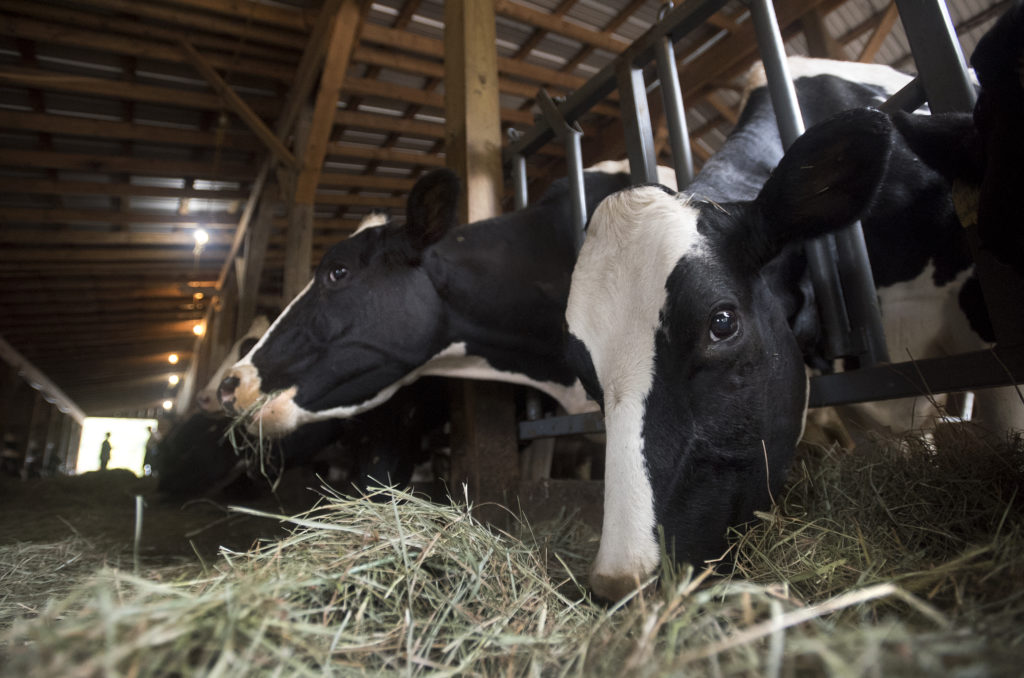 A guide to types of farms | Hello Homestead