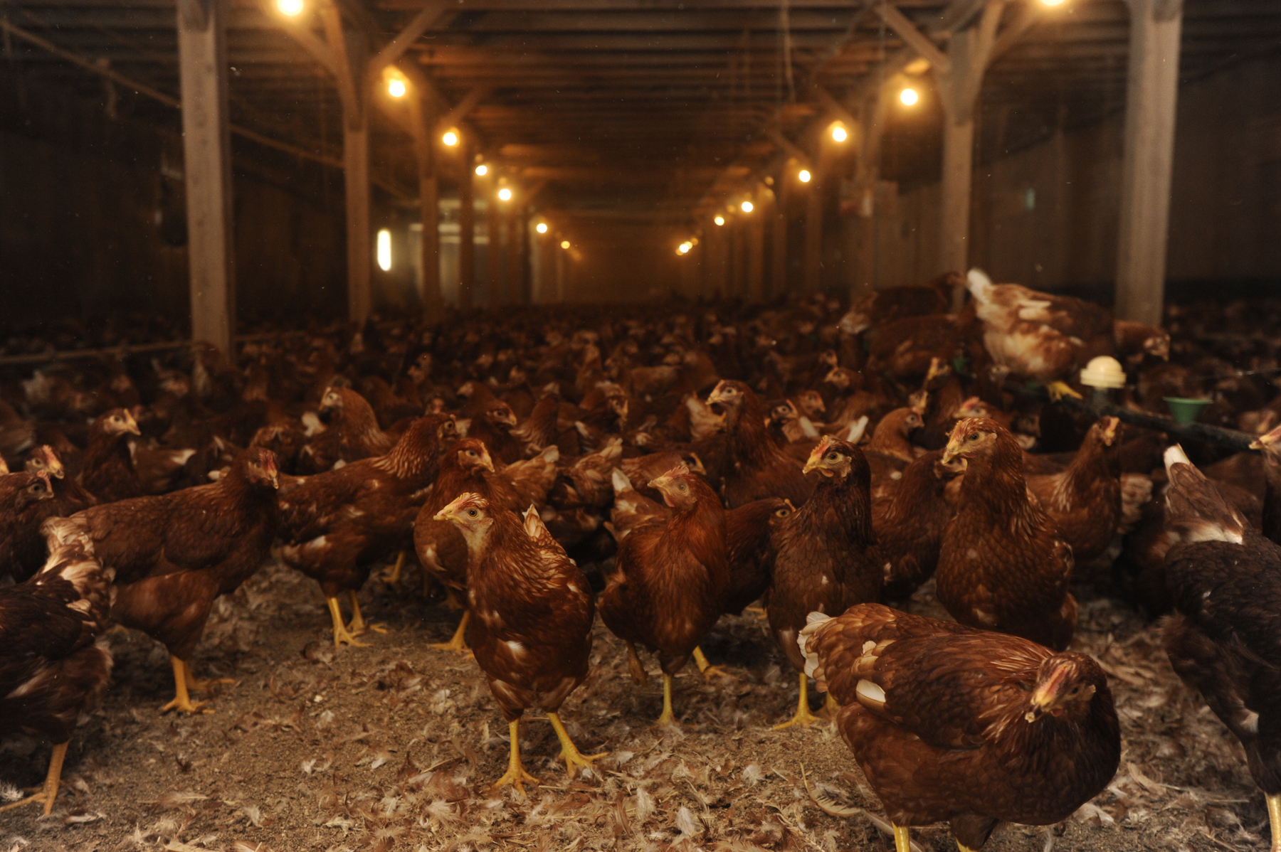 A guide to types of farms | Hello Homestead