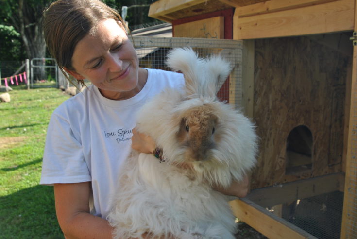 The basics of raising angora rabbits for wool | Hello Homestead