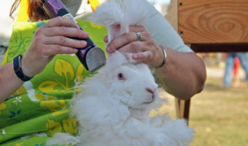 Animals & livestock Archives | Hello Homestead