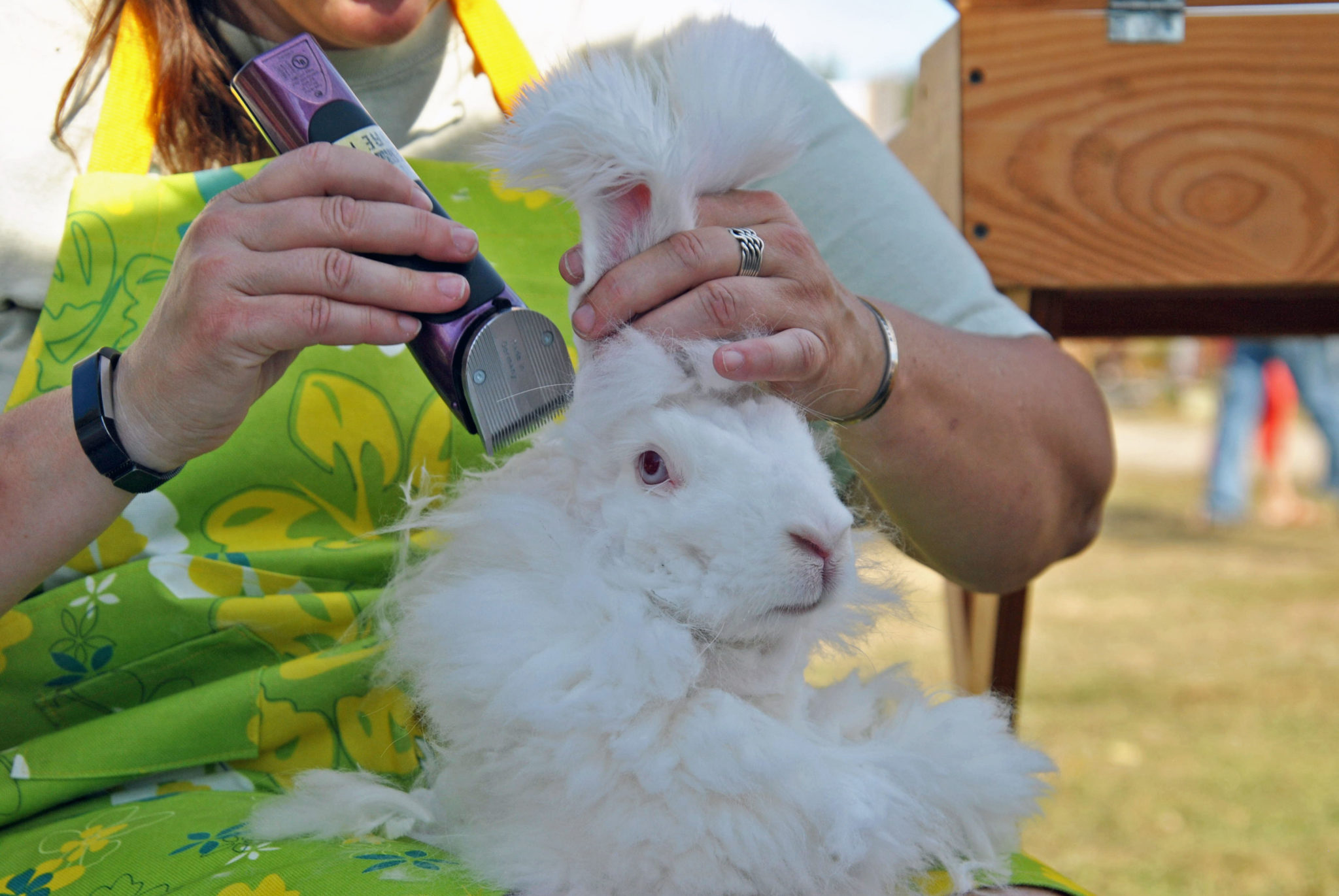 The basics of shearing an Angora rabbit | Hello Homestead