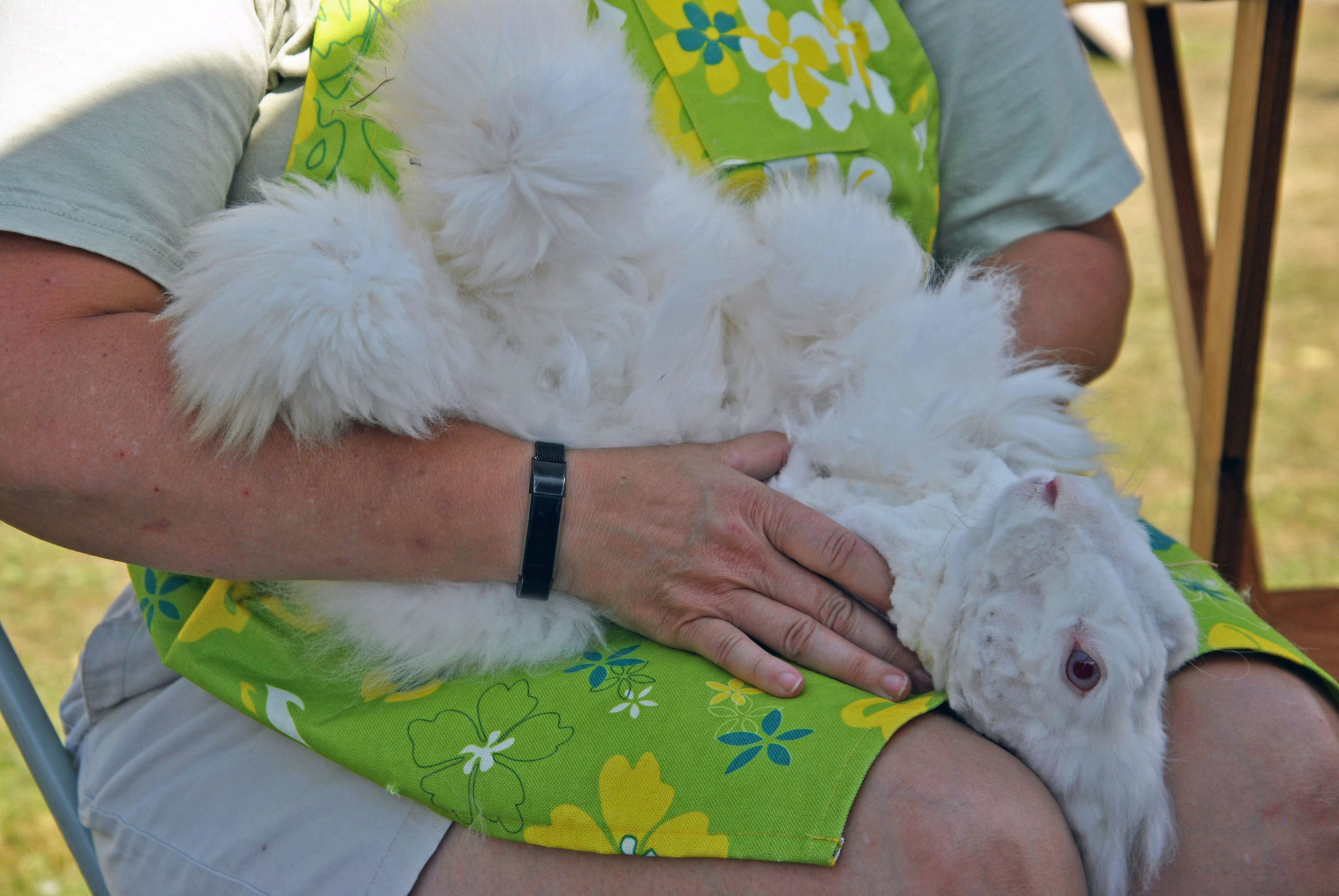 The basics of shearing an Angora rabbit | Hello Homestead