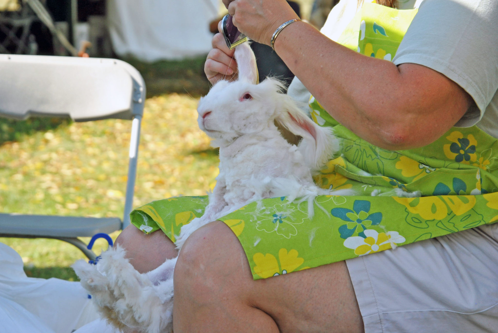 The basics of shearing an Angora rabbit | Hello Homestead