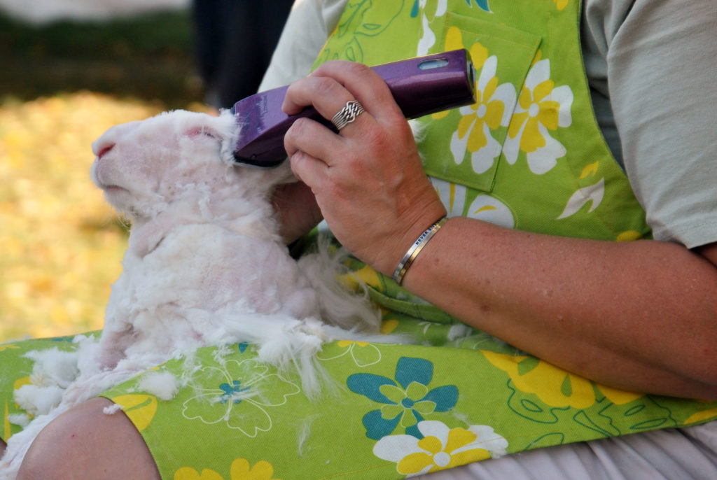 The basics of shearing an Angora rabbit | Hello Homestead