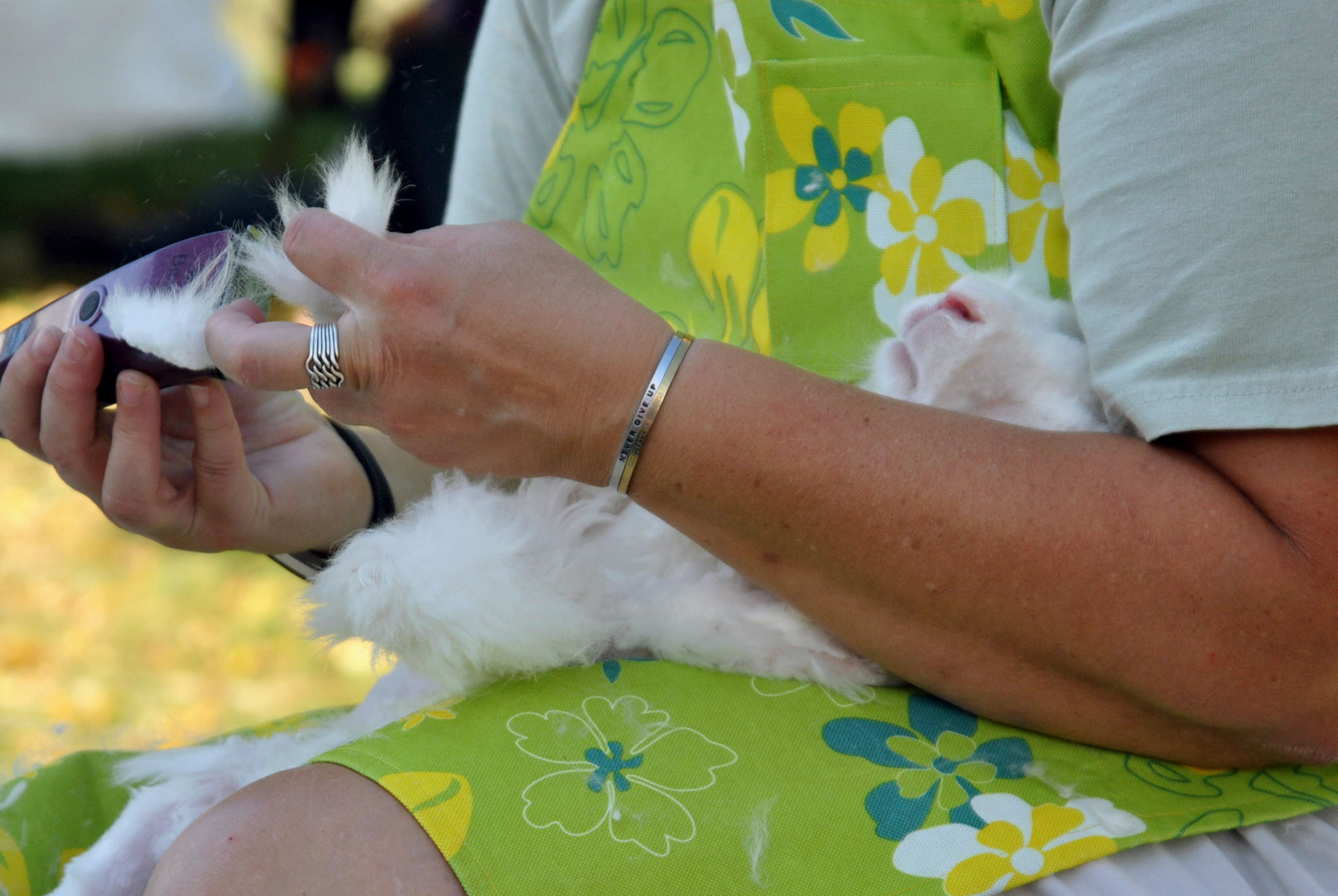 The basics of shearing an Angora rabbit | Hello Homestead