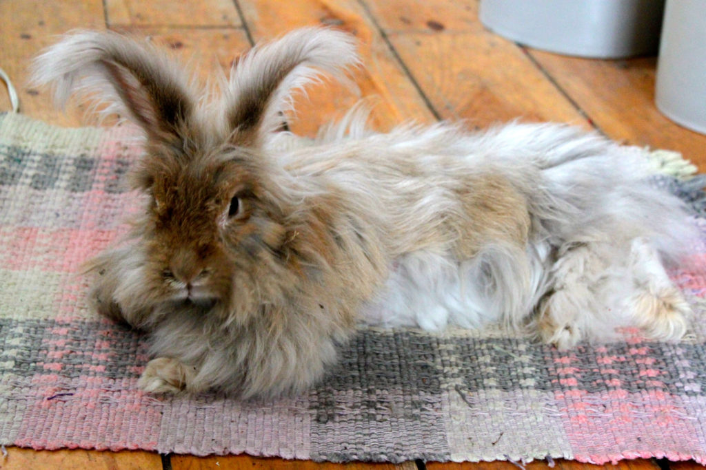 The basics of raising angora rabbits for wool | Hello Homestead