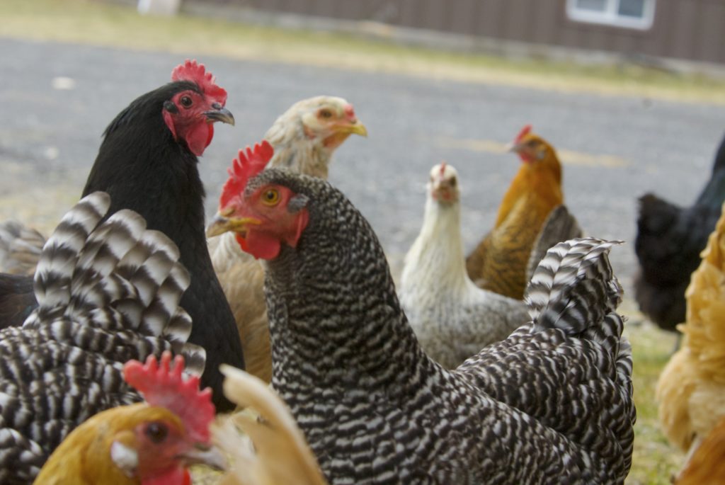 Poultry can be good pets, but skip the indoor chickens | Hello Homestead