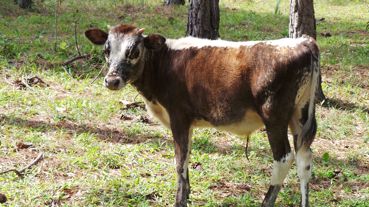 How to start homesteading in Florida | Hello Homestead